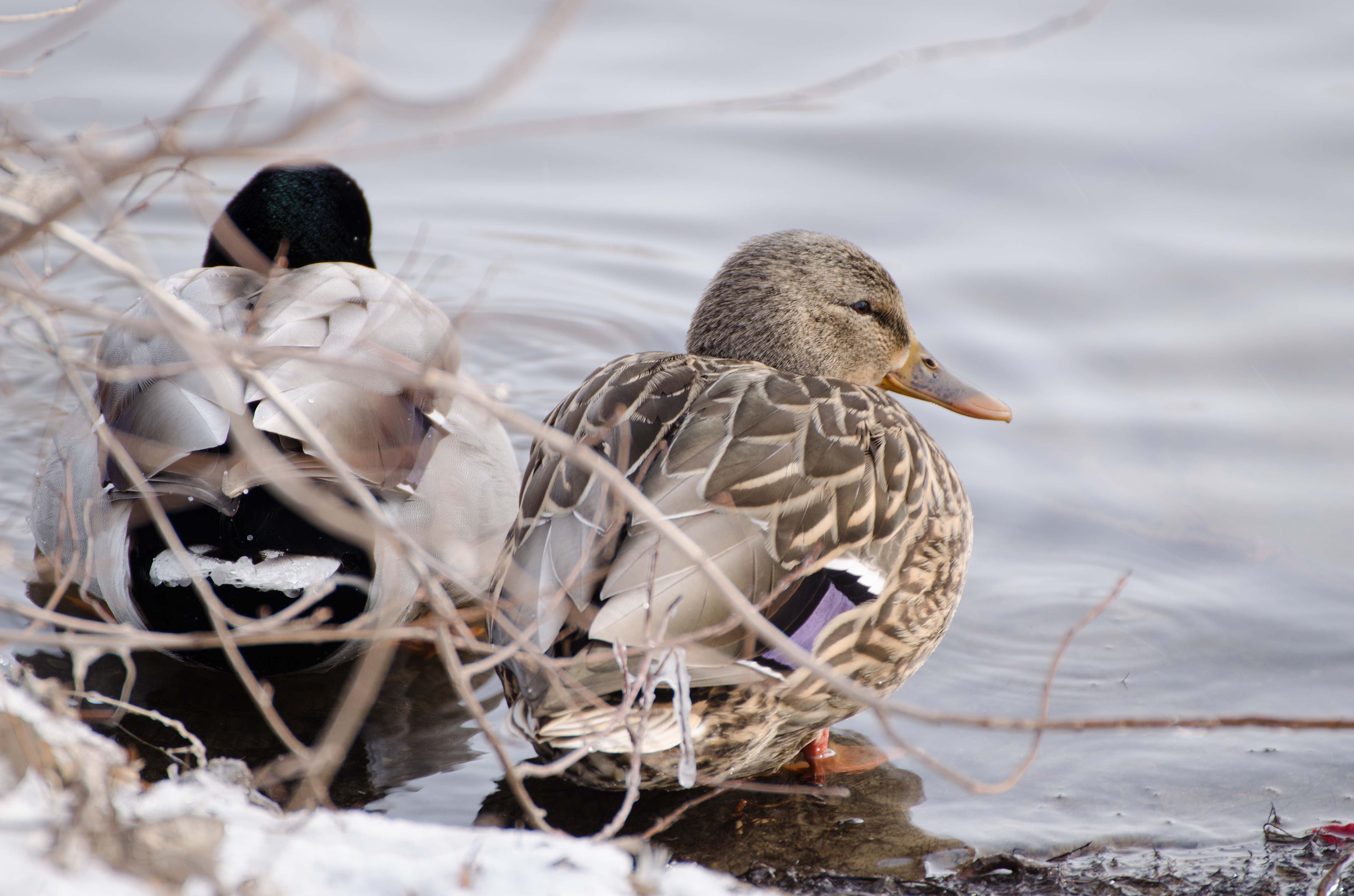 Winter Mallards | Shutterbug